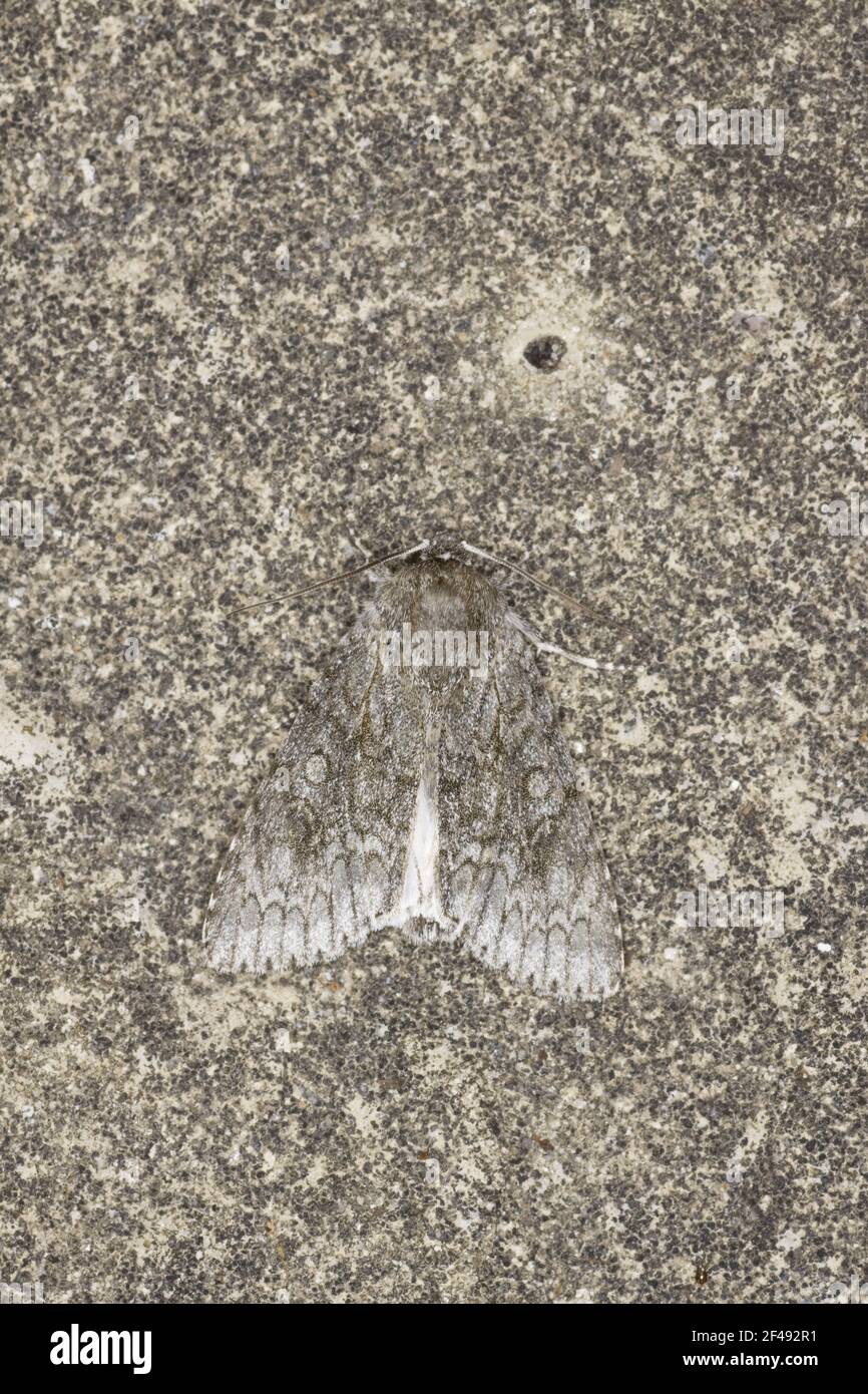 Sycamore Moth Acronicta aceris Essex, UK IN000878 Stock Photo - Alamy