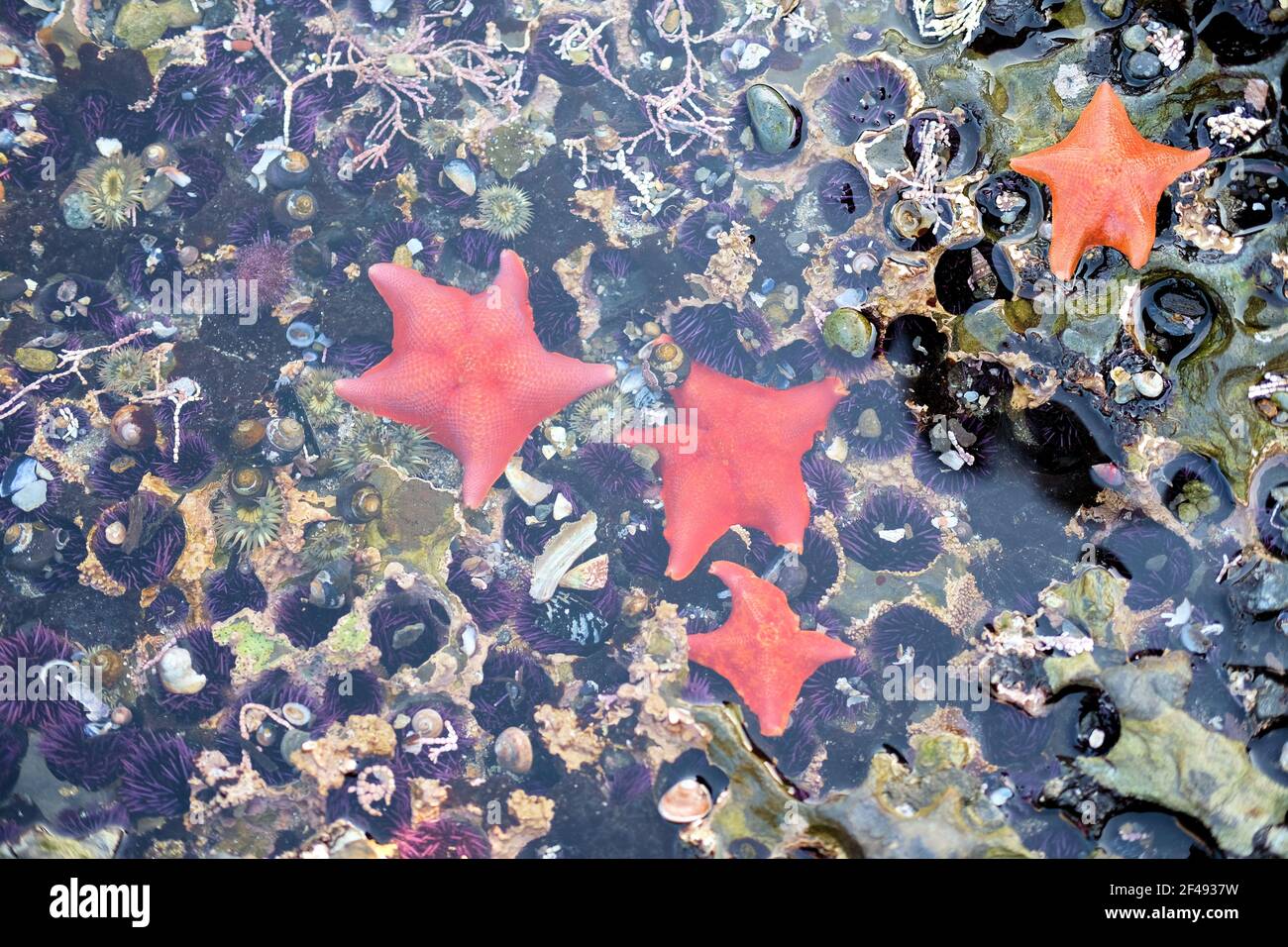Four orange bat star (Patiria miniata) starfish in a tidal pool at the ...