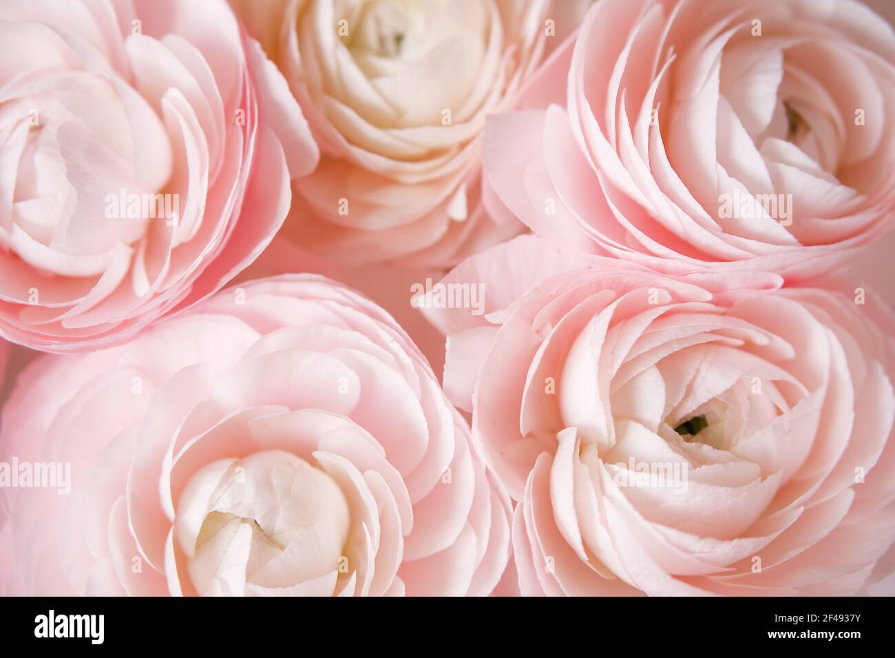Ranunculus pink flowers close-up background Stock Photo - Alamy