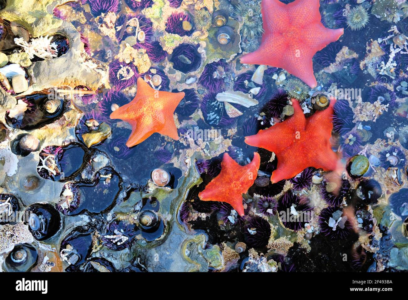 Four sea creatures hi-res stock photography and images - Alamy