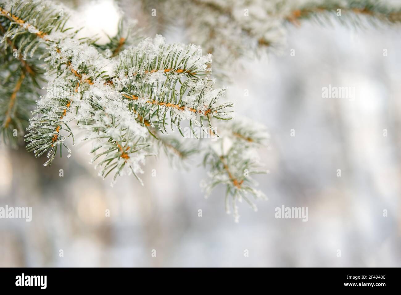 Brunch of pine tree covered with fresh snow Stock Photo - Alamy