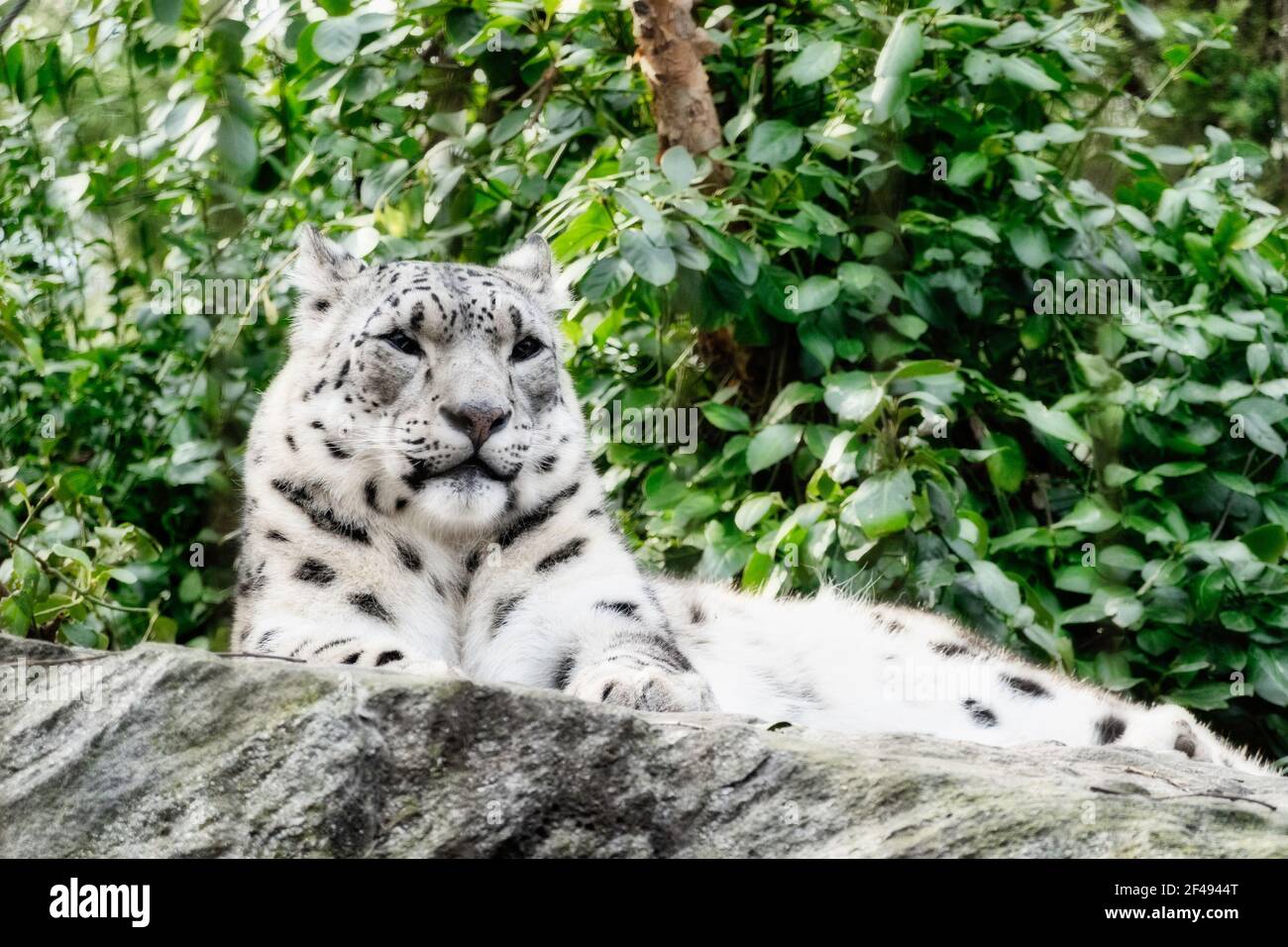 Central Park Zoo has Snow Leopards, NYC, USA Stock Photo - Alamy