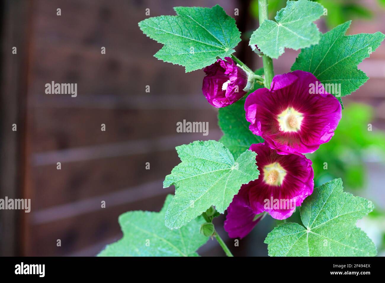 Flower of purple mallow closeup Stock Photo - Alamy
