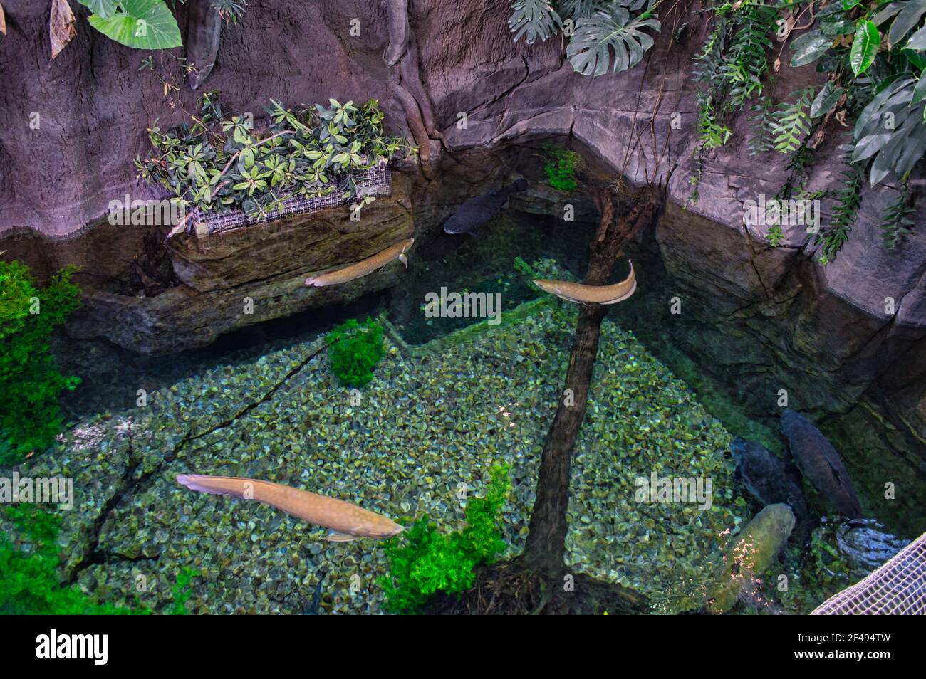 A small artificial pool with fish swimming Stock Photo - Alamy