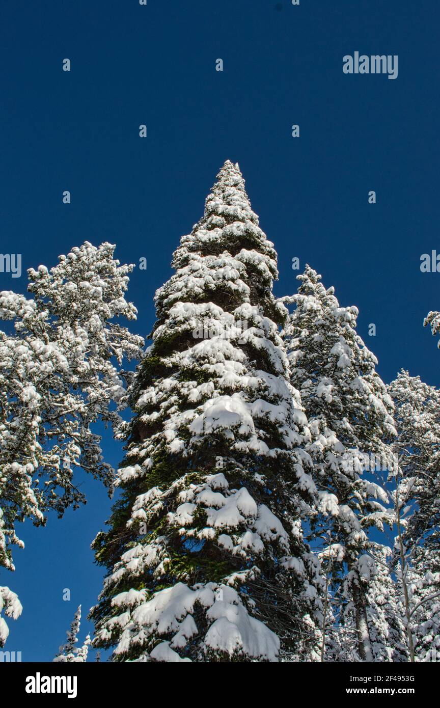 Shot snow covered trees in hi-res stock photography and images - Alamy