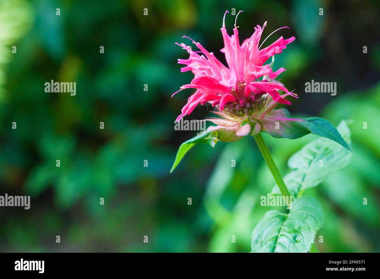Monarda Didyma Edible High Resolution Stock Photography and Images - Alamy