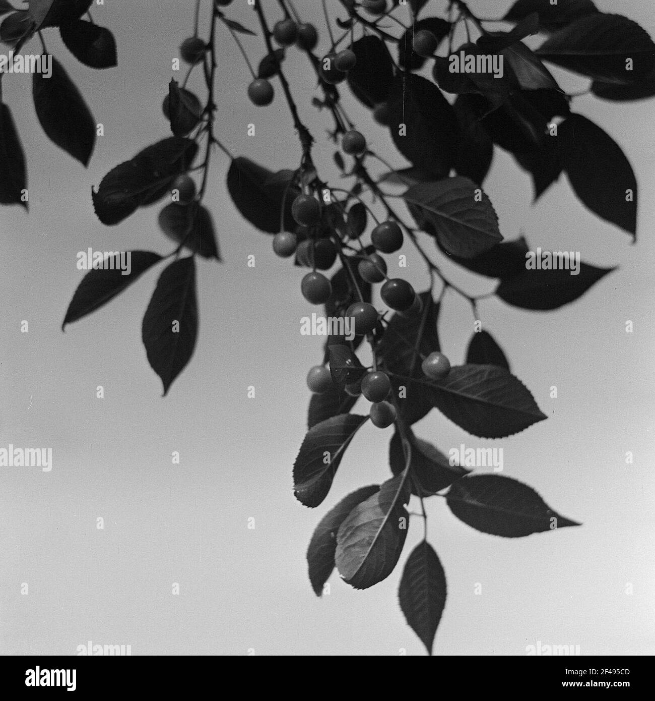 Cherry tree branch close Black and White Stock Photos & Images - Alamy