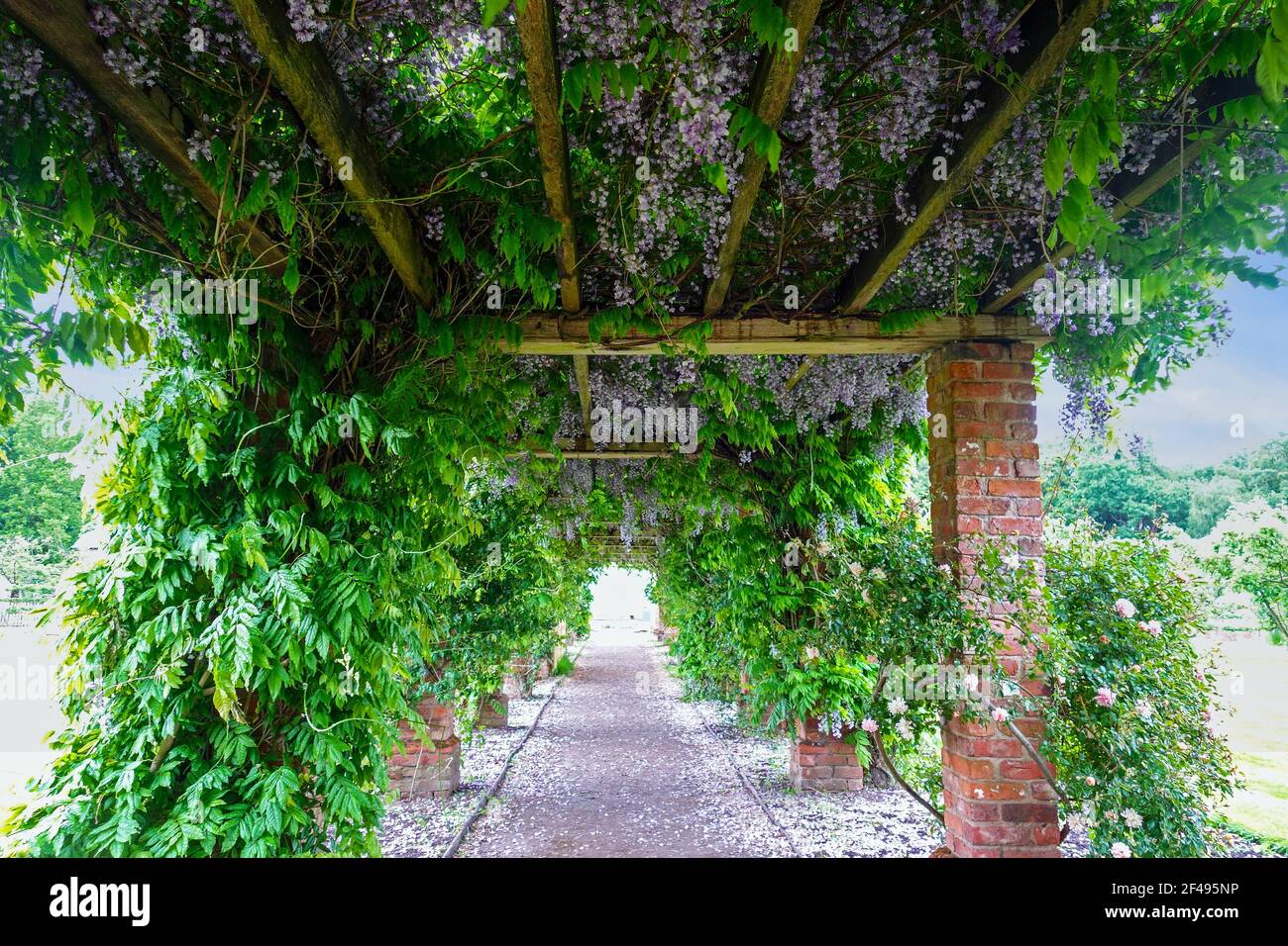 A Wisteria pergola in the garden at Tatton Hall, Tatton Park gardens ...