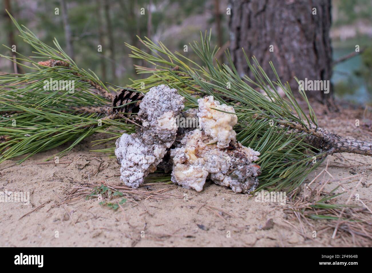 Green pine branch with large fractions of gum resin for healing tree ...