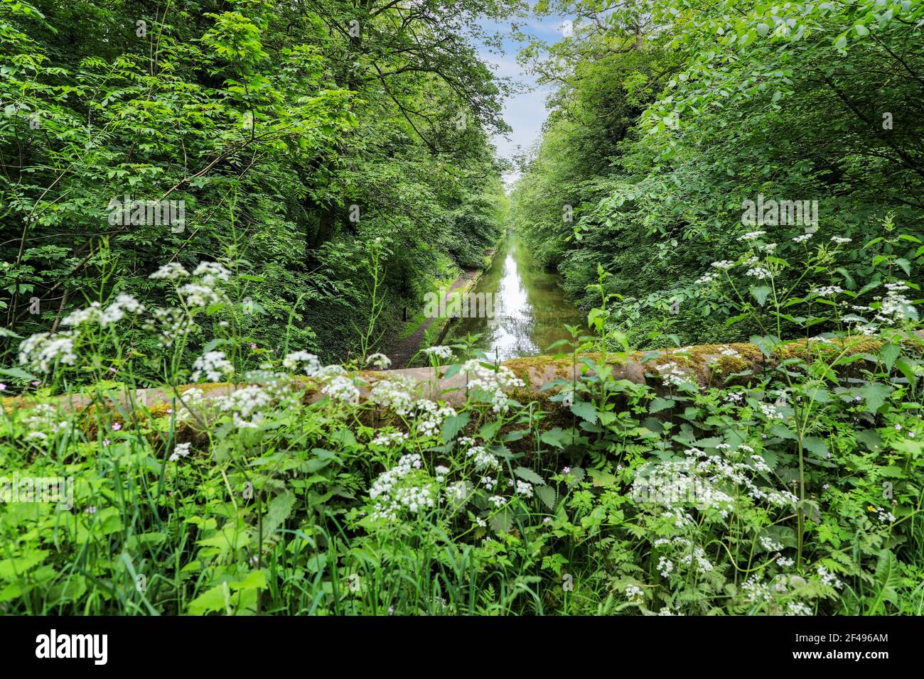 Vegetation growing along and on a bridge over the Shropshire Union ...