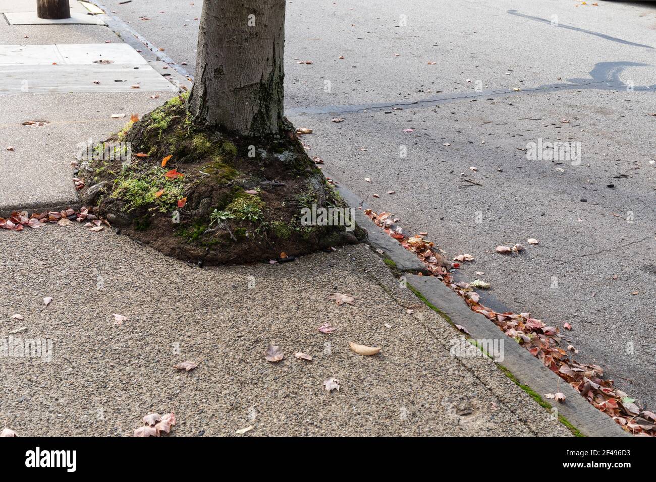 Tree Roots Sidewalk High Resolution Stock Photography and Images - Alamy
