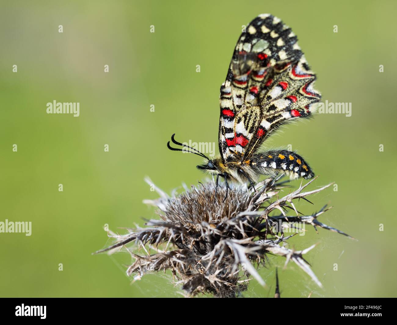 Zerynthia rumina hi-res stock photography and images - Alamy