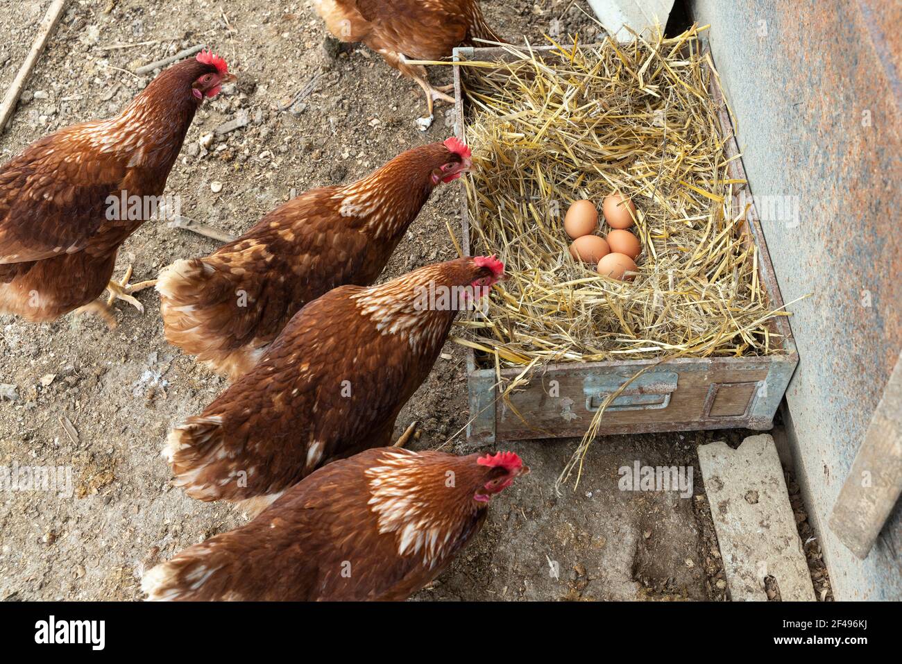 a group of Leghorn breed hens observes a nest with some eggs inside ...