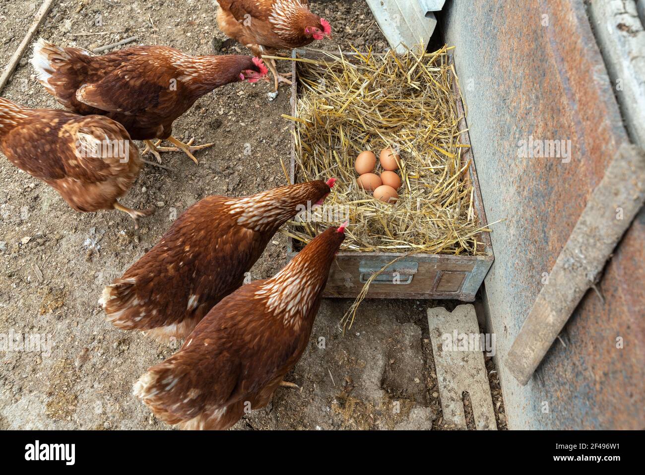 a group of Leghorn breed hens observes a nest with some eggs inside ...