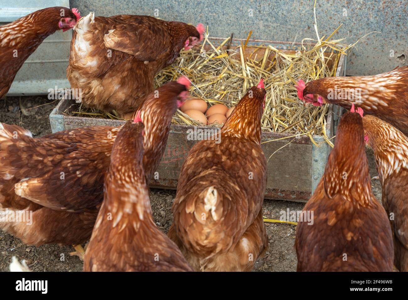 a group of Leghorn breed hens observes a nest with some eggs inside ...