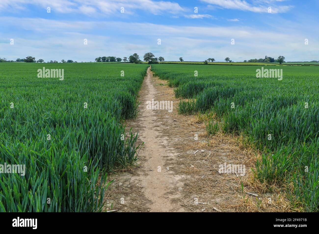 A large field growing crops with a path through the middle, Gnosall ...