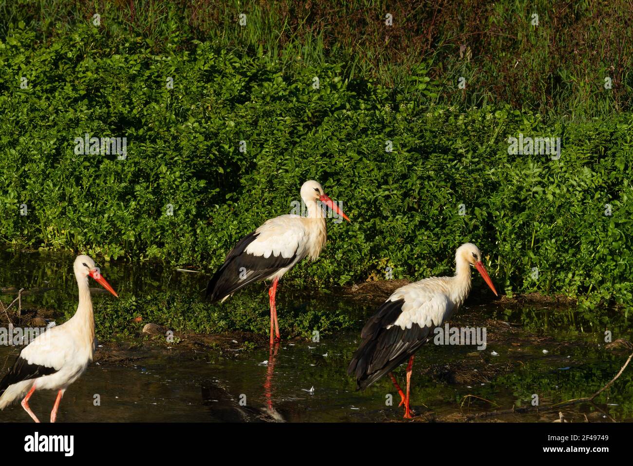 Three white storks standing by a lake Stock Photo - Alamy