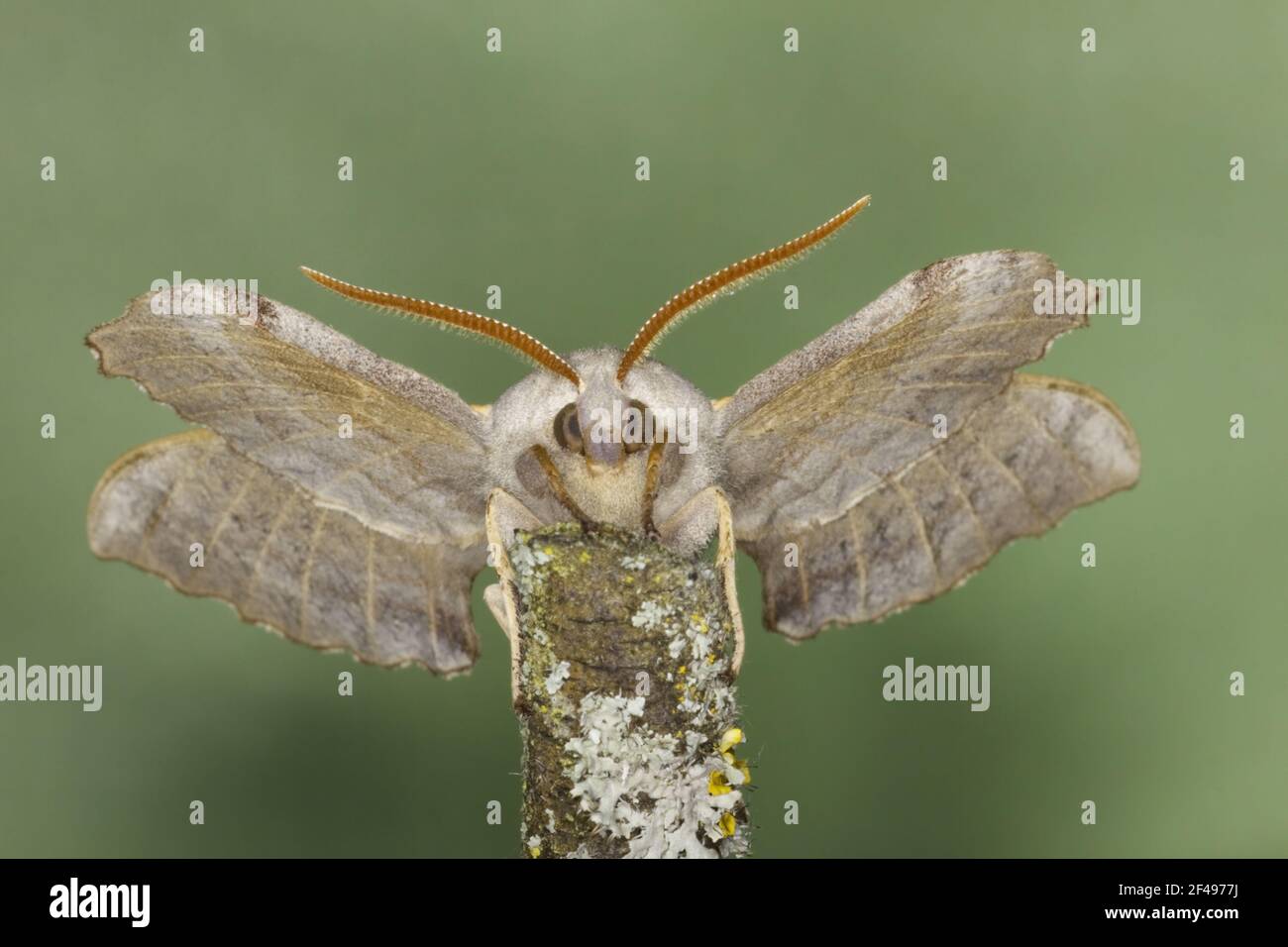 Hawkmoths hi-res stock photography and images - Alamy