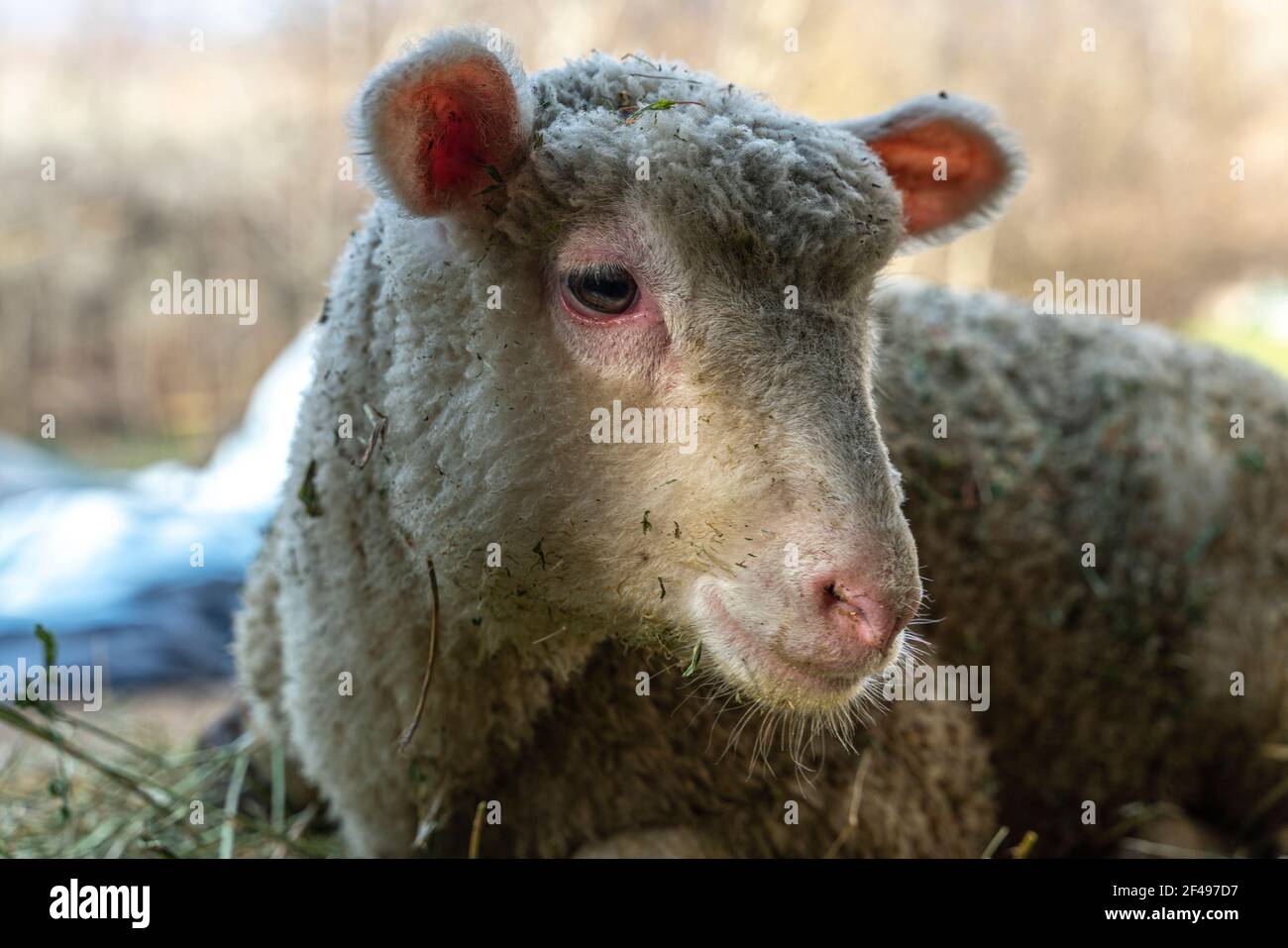 portrait of a lamb on a small farm in Abruzzo. Abruzzo, Italy, Europe ...