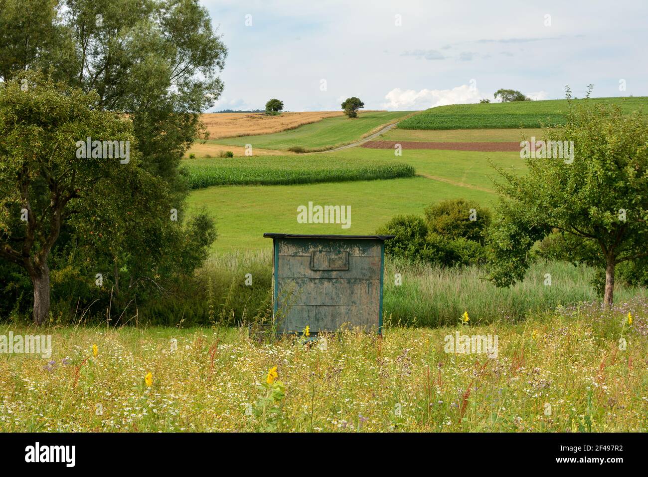 A wooden beehive stands in a high flower meadow in front of a green ...