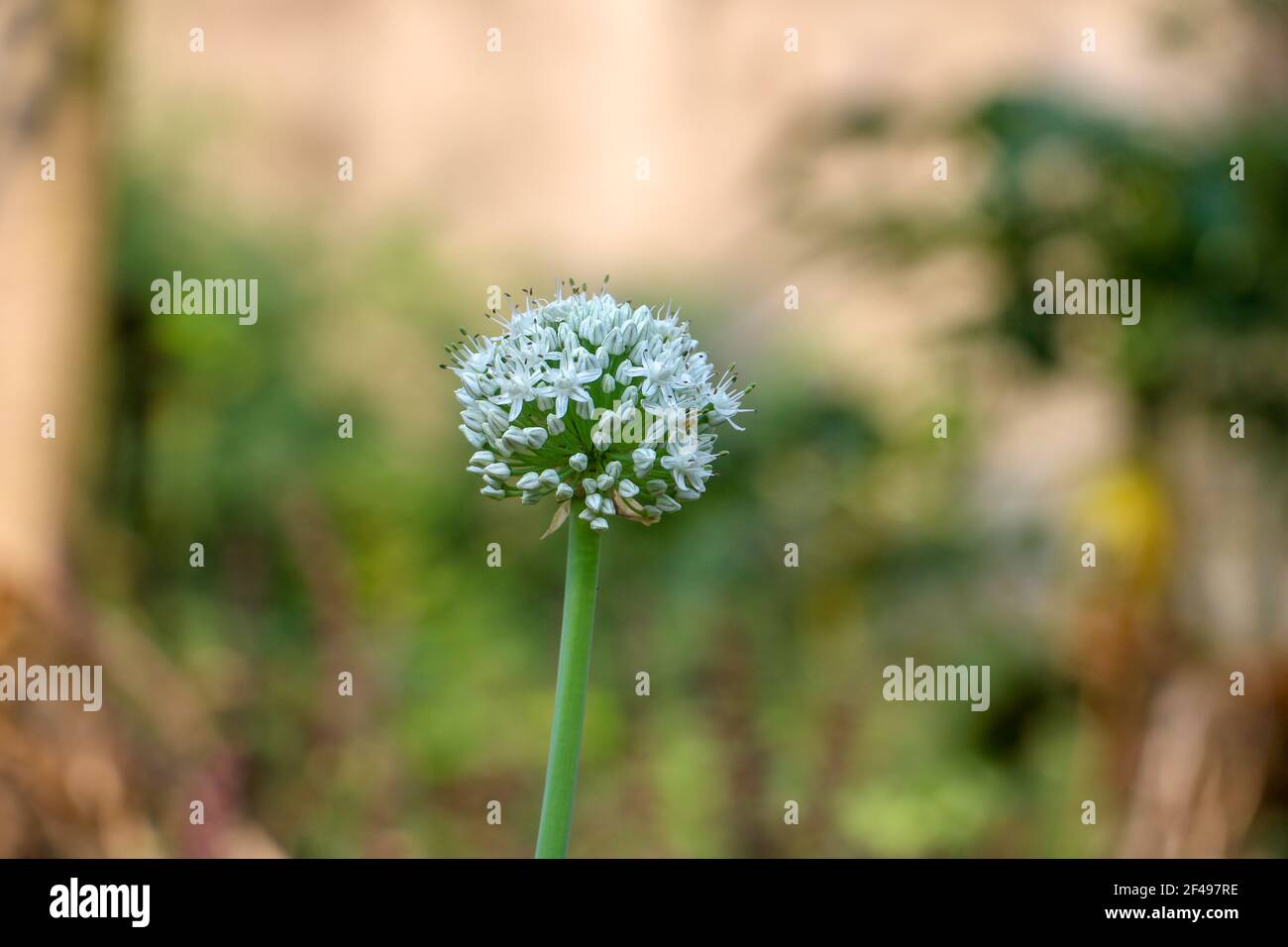 A blooming onion flower in the garden Stock Photo - Alamy