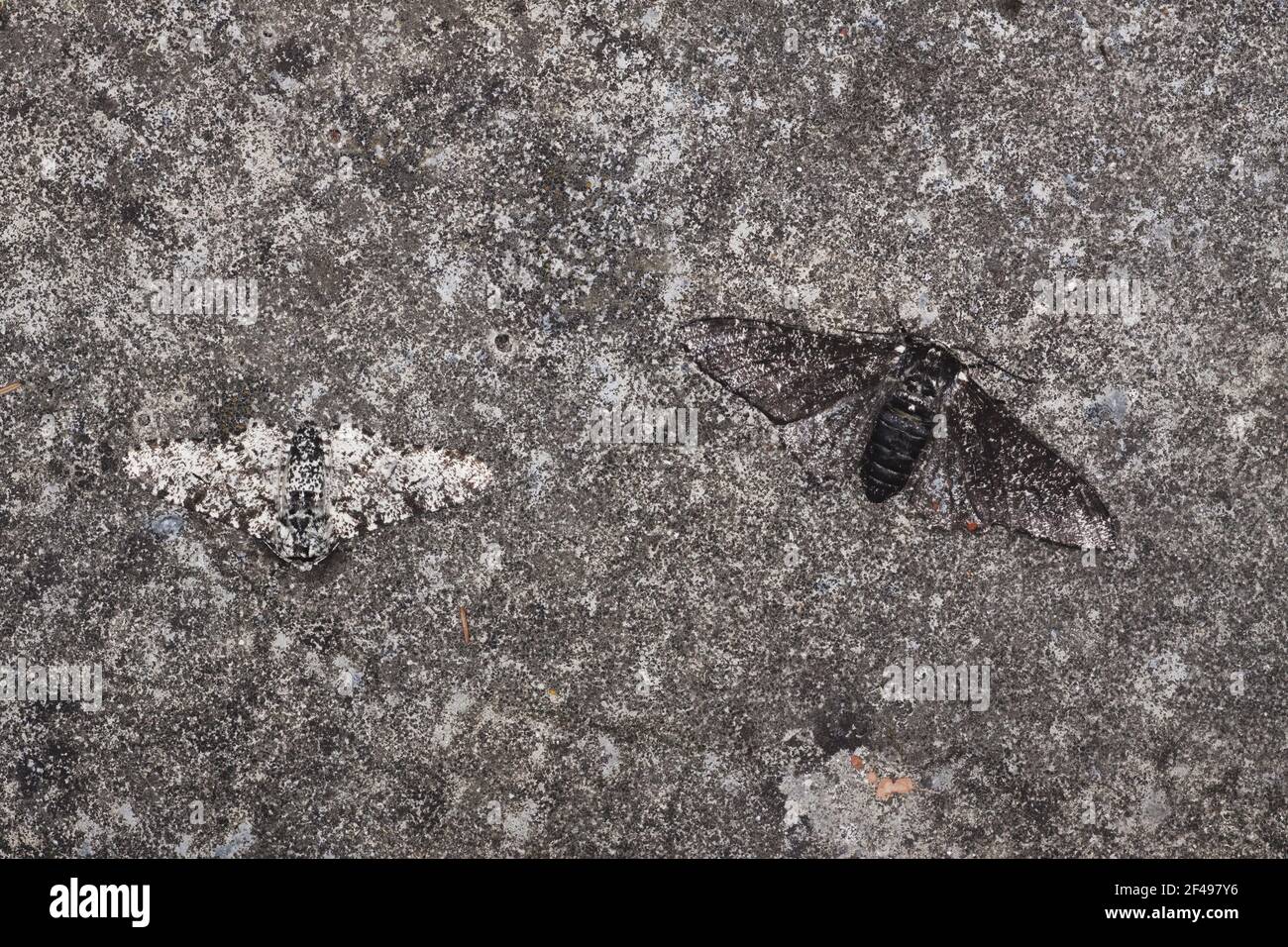 Peppered Moths High Resolution Stock Photography and Images - Alamy