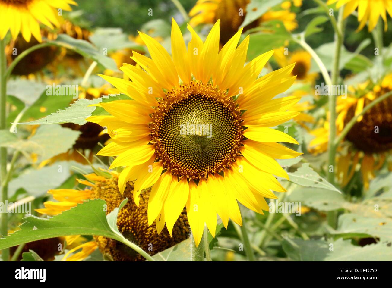 Surjomukhi ful bagan hi-res stock photography and images - Alamy