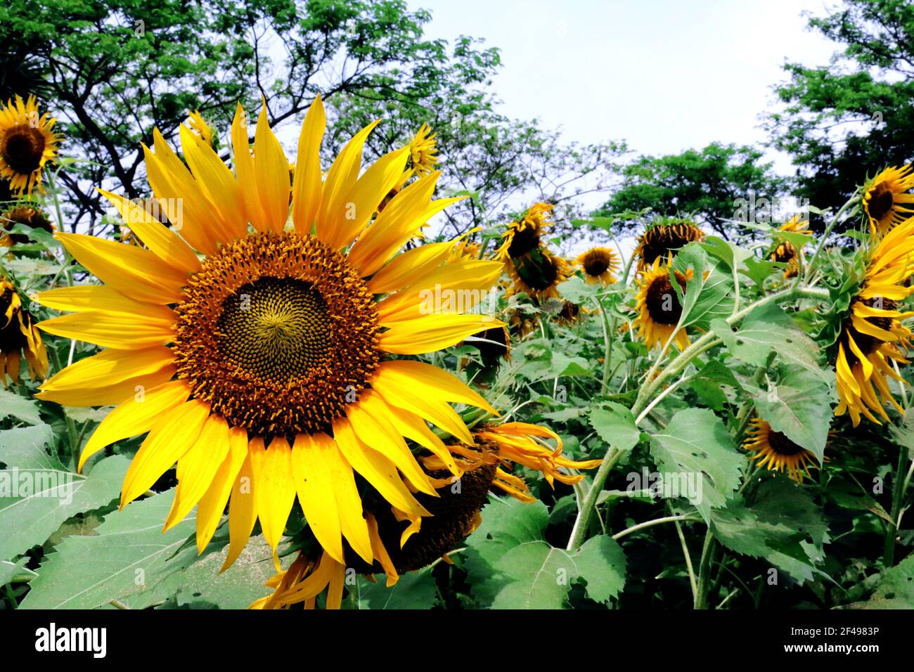 Sunflower timelapse hi-res stock photography and images - Alamy