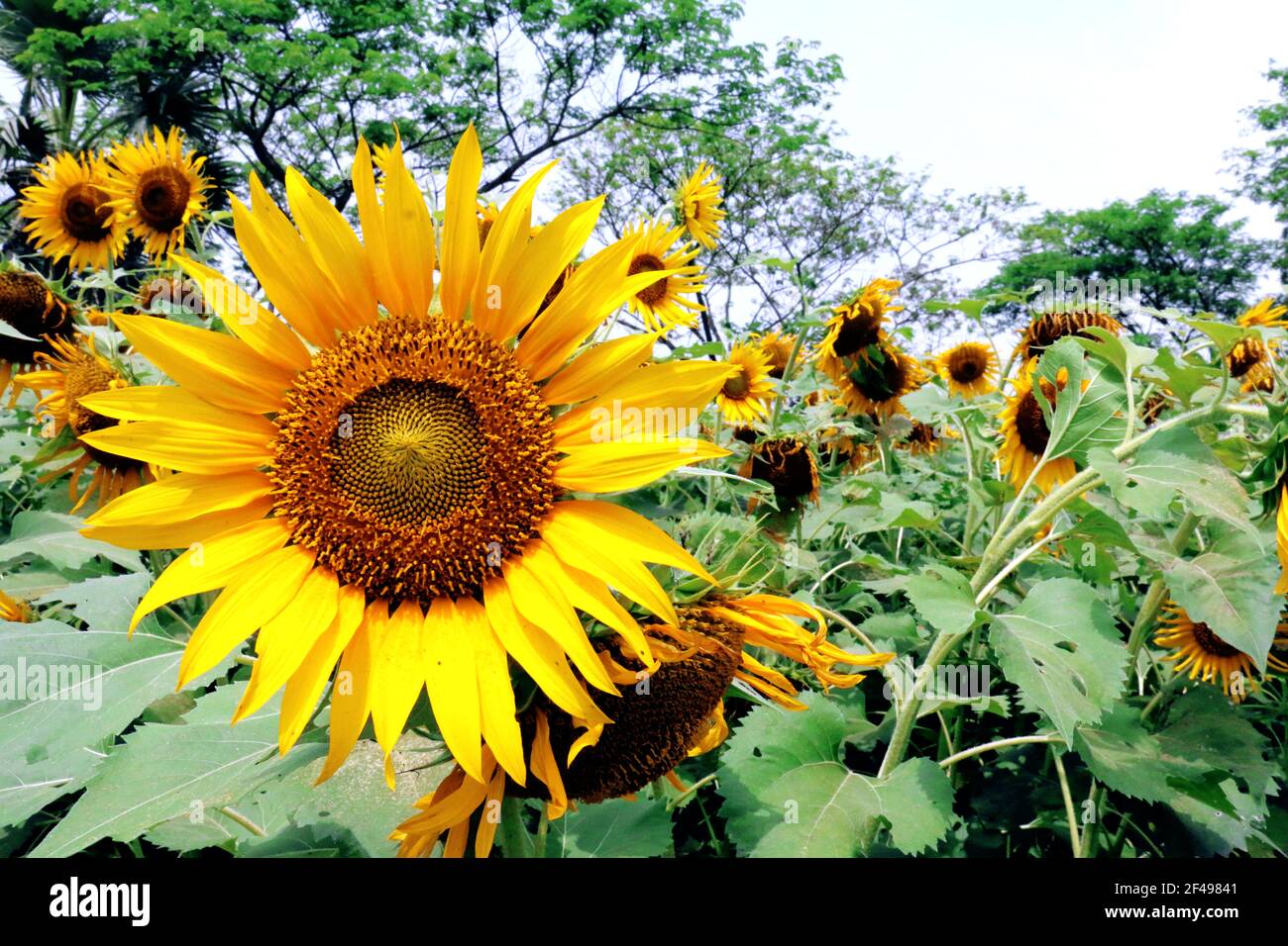 Surjomukhi ful bagan hi-res stock photography and images - Alamy