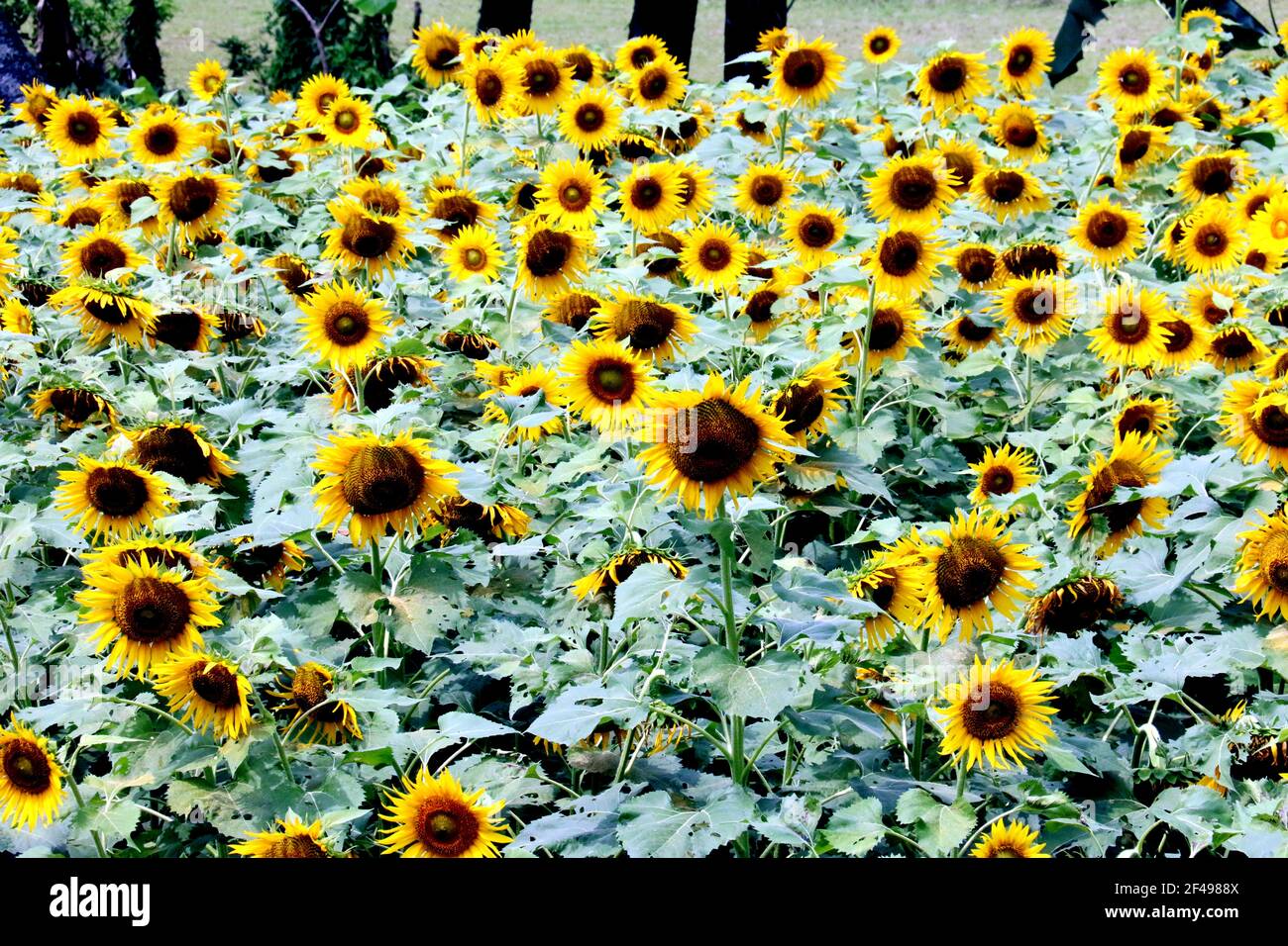 Sunflower timelapse hi-res stock photography and images - Alamy