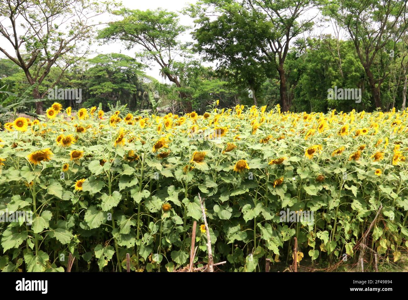 Surjomukhi ful bagan hi-res stock photography and images - Alamy