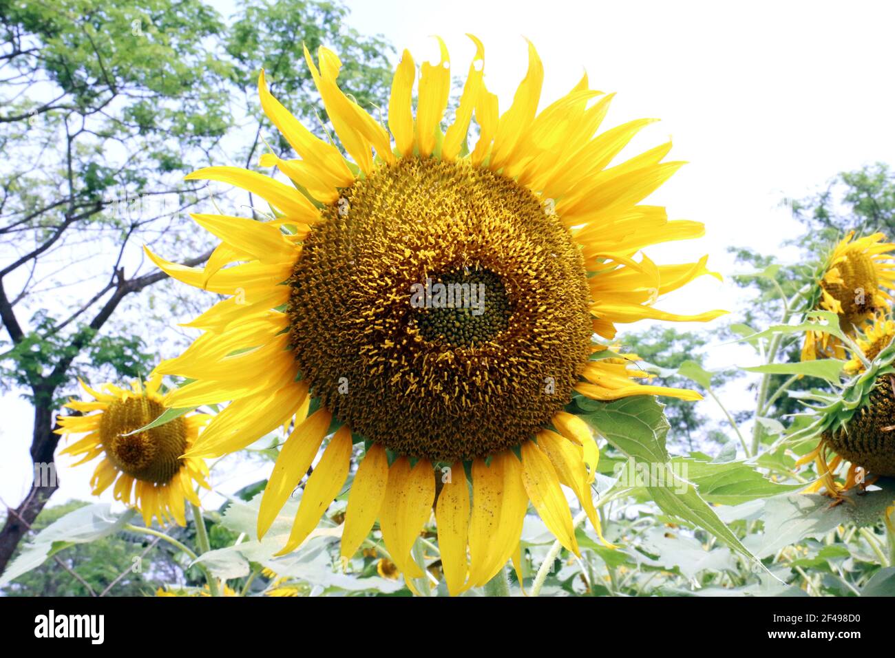Surjomukhi ful bagan hi-res stock photography and images - Alamy