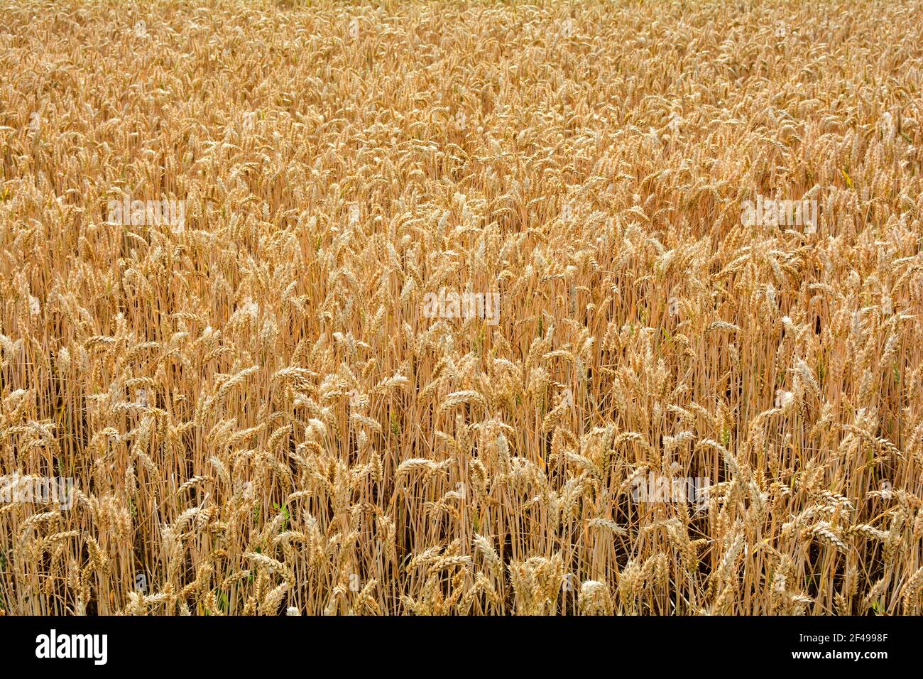 A golden grain field before harvest as a background Stock Photo - Alamy