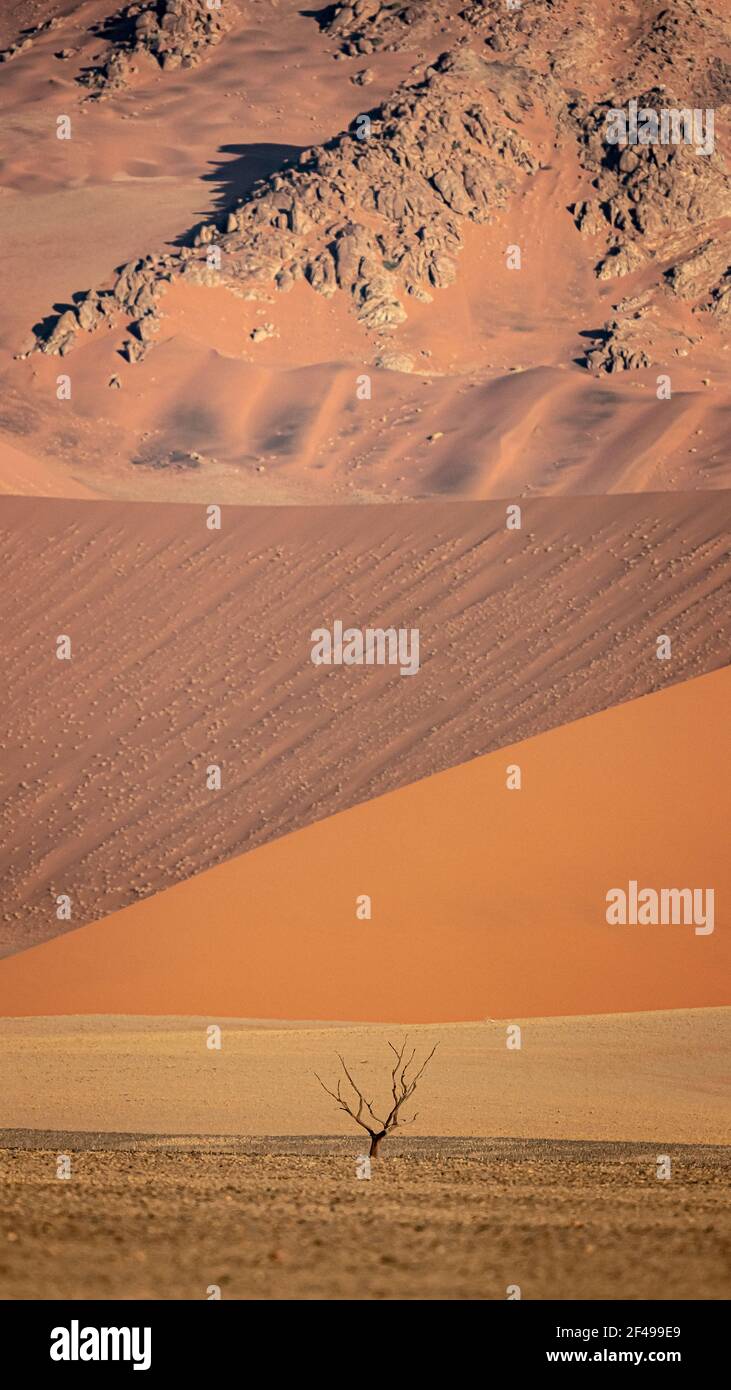 A vertical shot of a single dry tree on a colorful desert Stock Photo ...