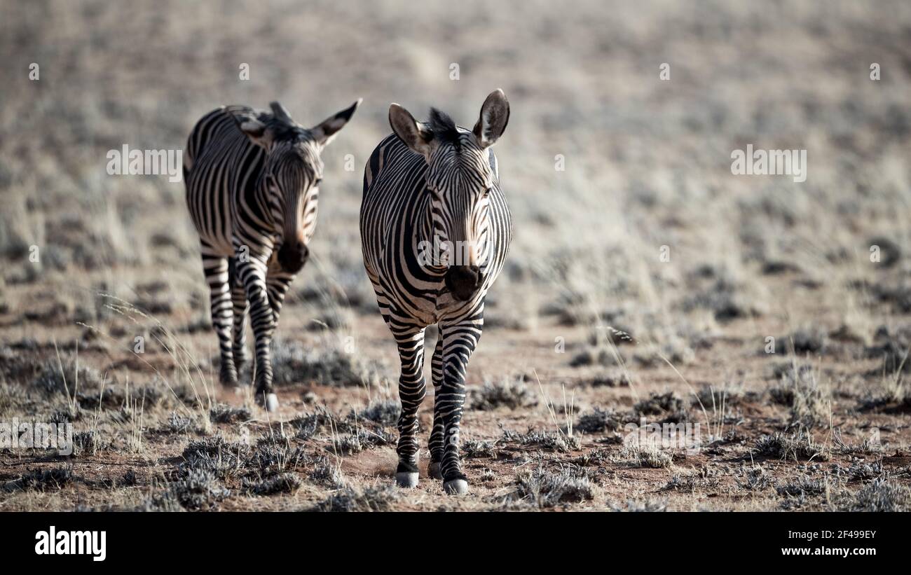 Two beautiful zebra walking on hi-res stock photography and images - Alamy