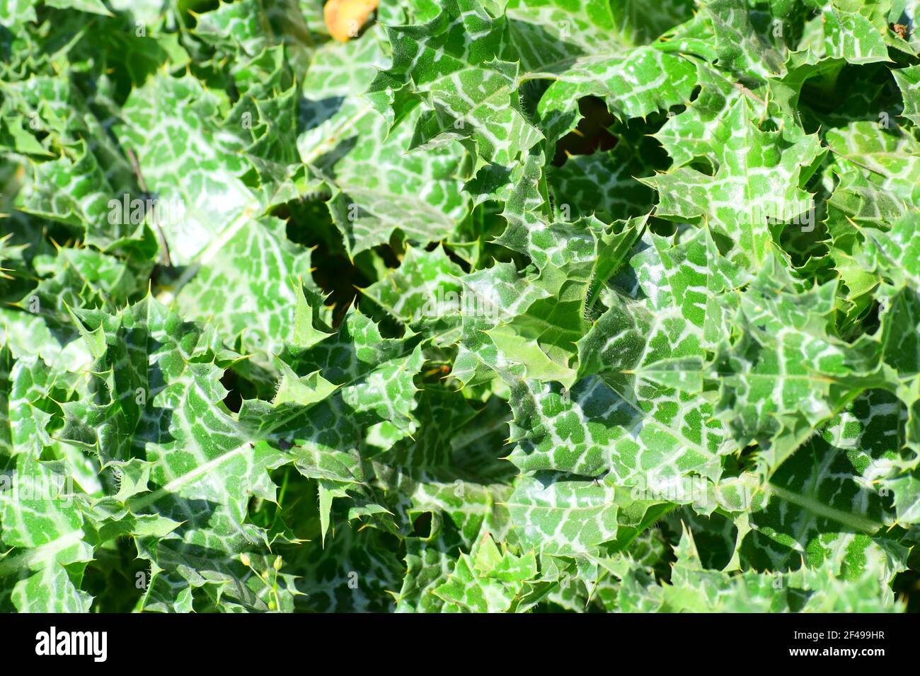 Prickly plant. Closeup of a prickly plant. Greenery Stock Photo - Alamy