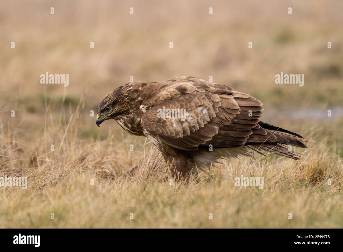 common buzzard eating alone on grass Stock Photo - Alamy