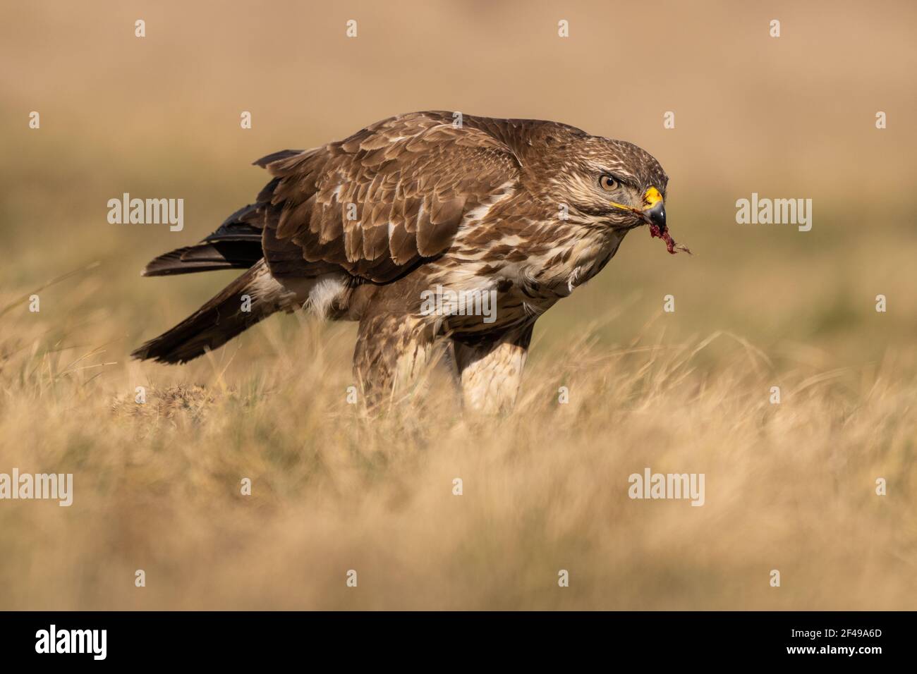 common buzzard eating alone on grass Stock Photo - Alamy