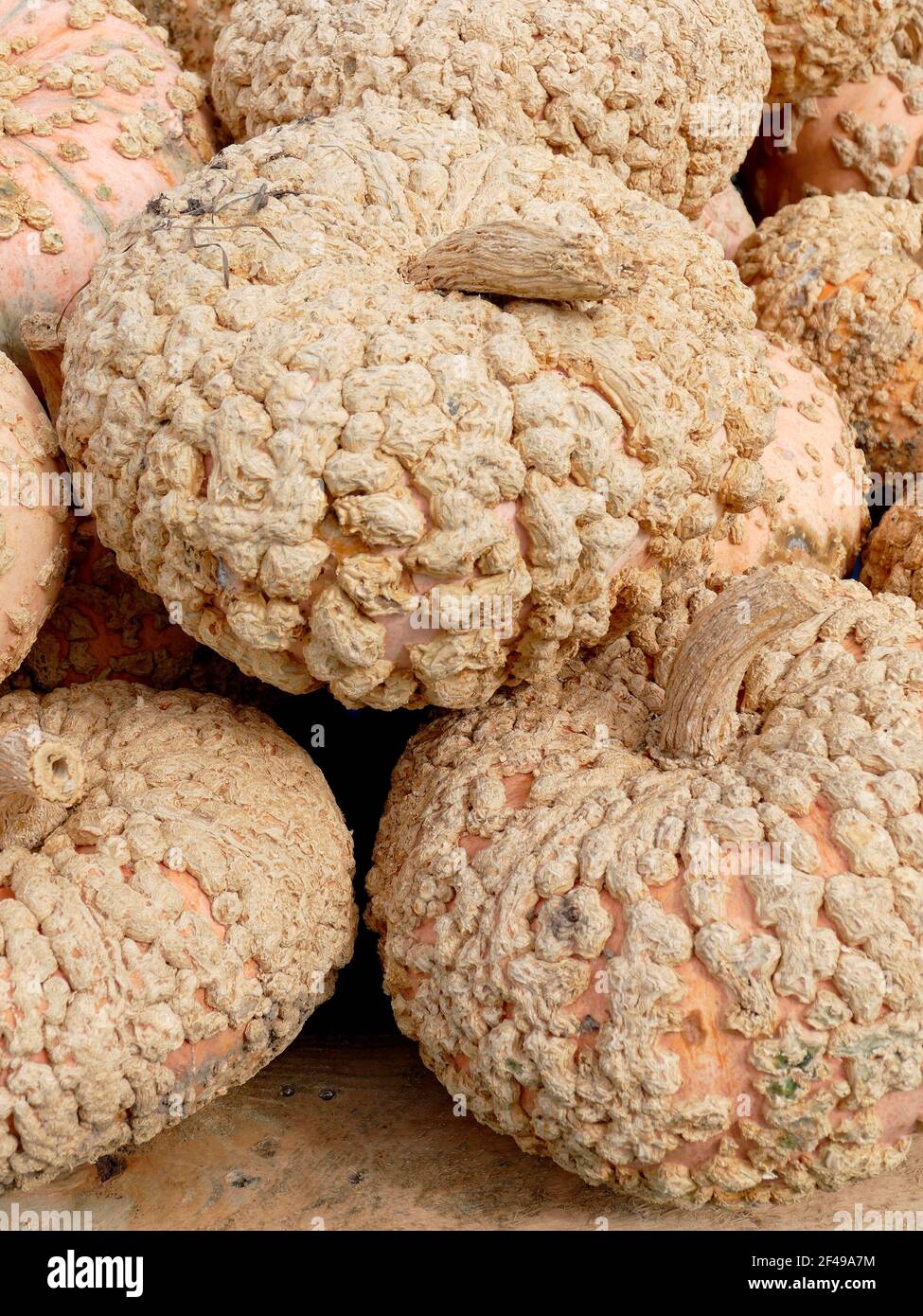 White Decorative Pumpkins with Warts and Bumps Stock Photo - Alamy