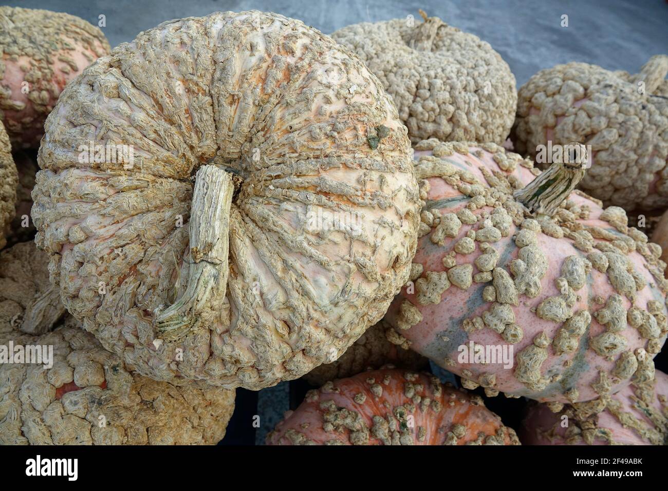 White Decorative Pumpkins with Warts and Bumps Stock Photo - Alamy
