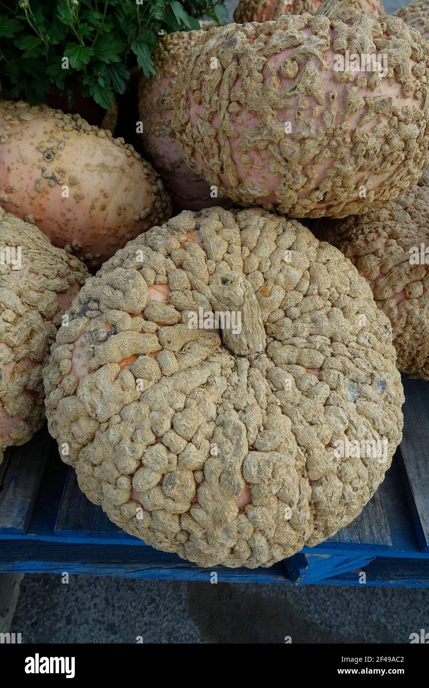 White Decorative Pumpkins with Warts and Bumps Stock Photo - Alamy