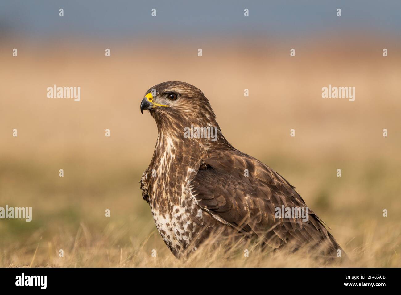 common buzzard standing alone on grass Stock Photo - Alamy