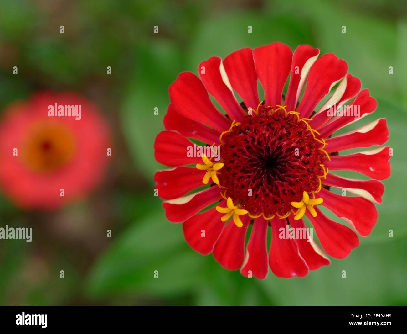 Zinnia Unique in Color and in Beauty Stock Photo - Alamy