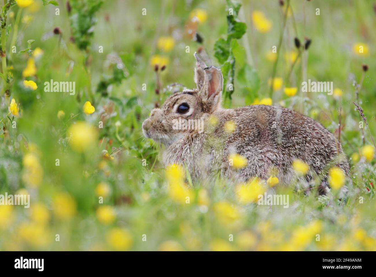 Orkney wild flowers hi-res stock photography and images - Alamy