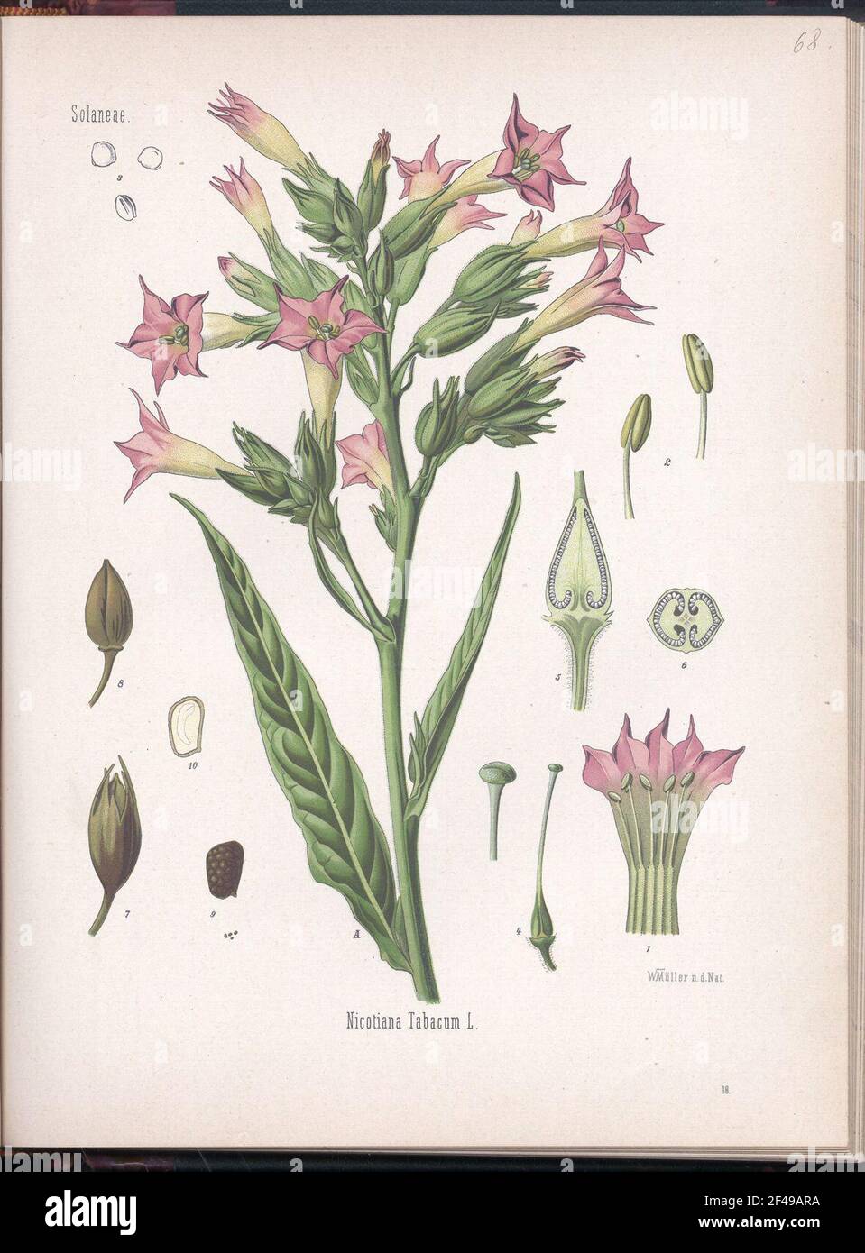 Herbs medicinal plants botanical illustration hi-res stock photography ...