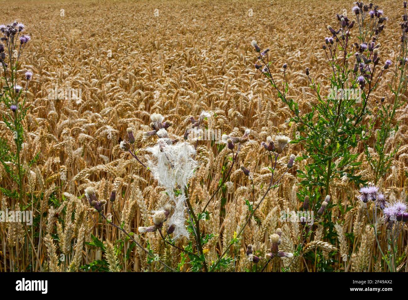 Field thistle in front of a golden grain field Stock Photo - Alamy