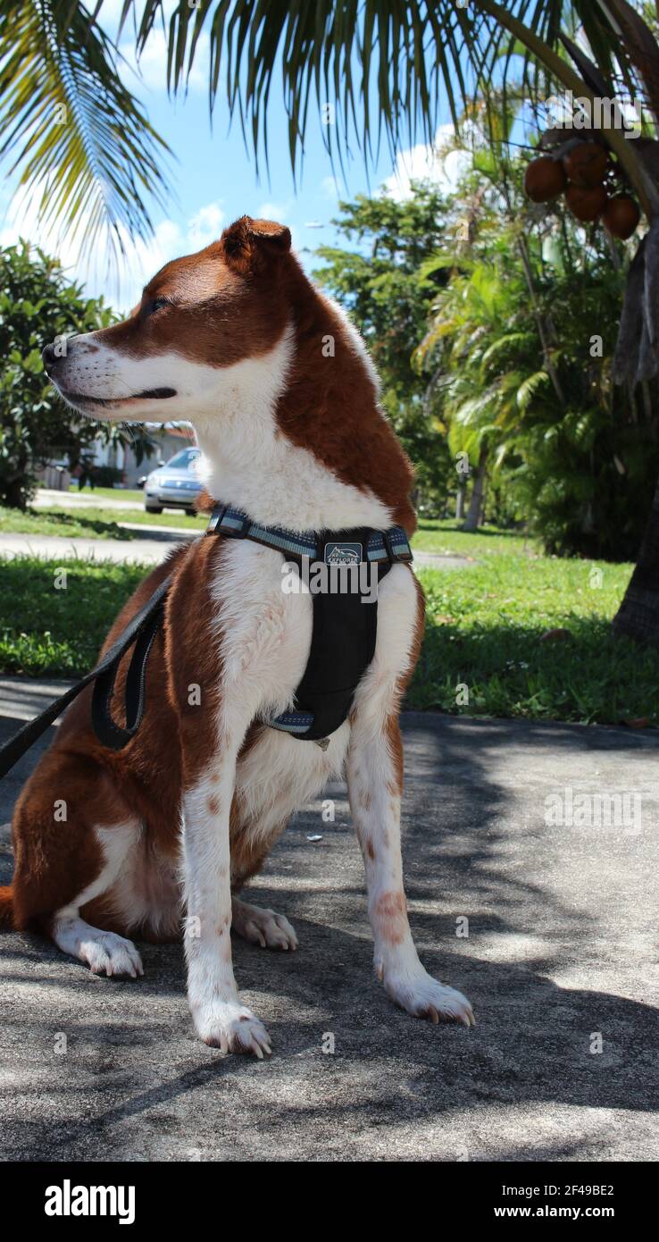 Small big dogs sitting hi-res stock photography and images - Alamy