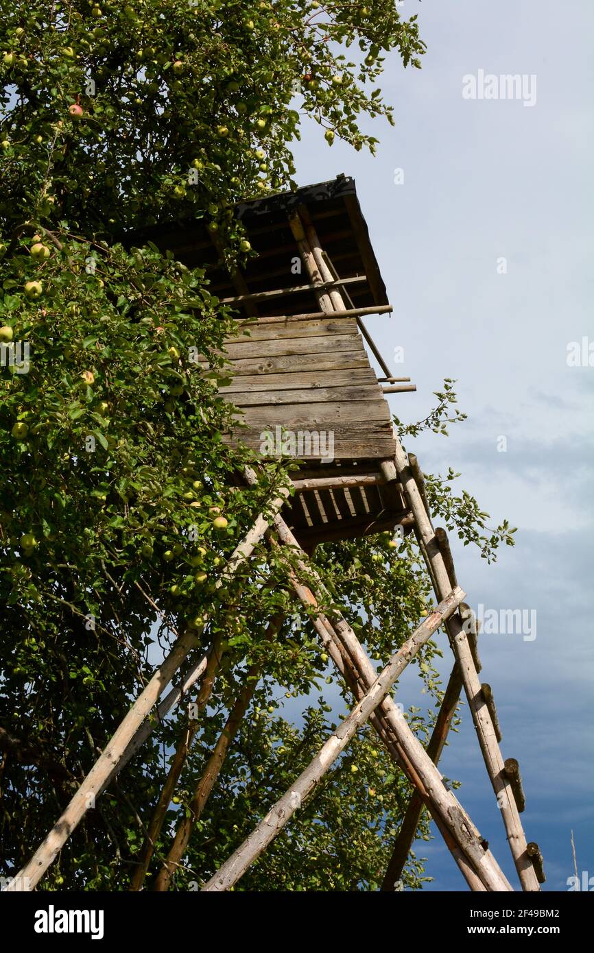 Wooden hunter's seat by an apple tree, with lots of apple Stock Photo ...