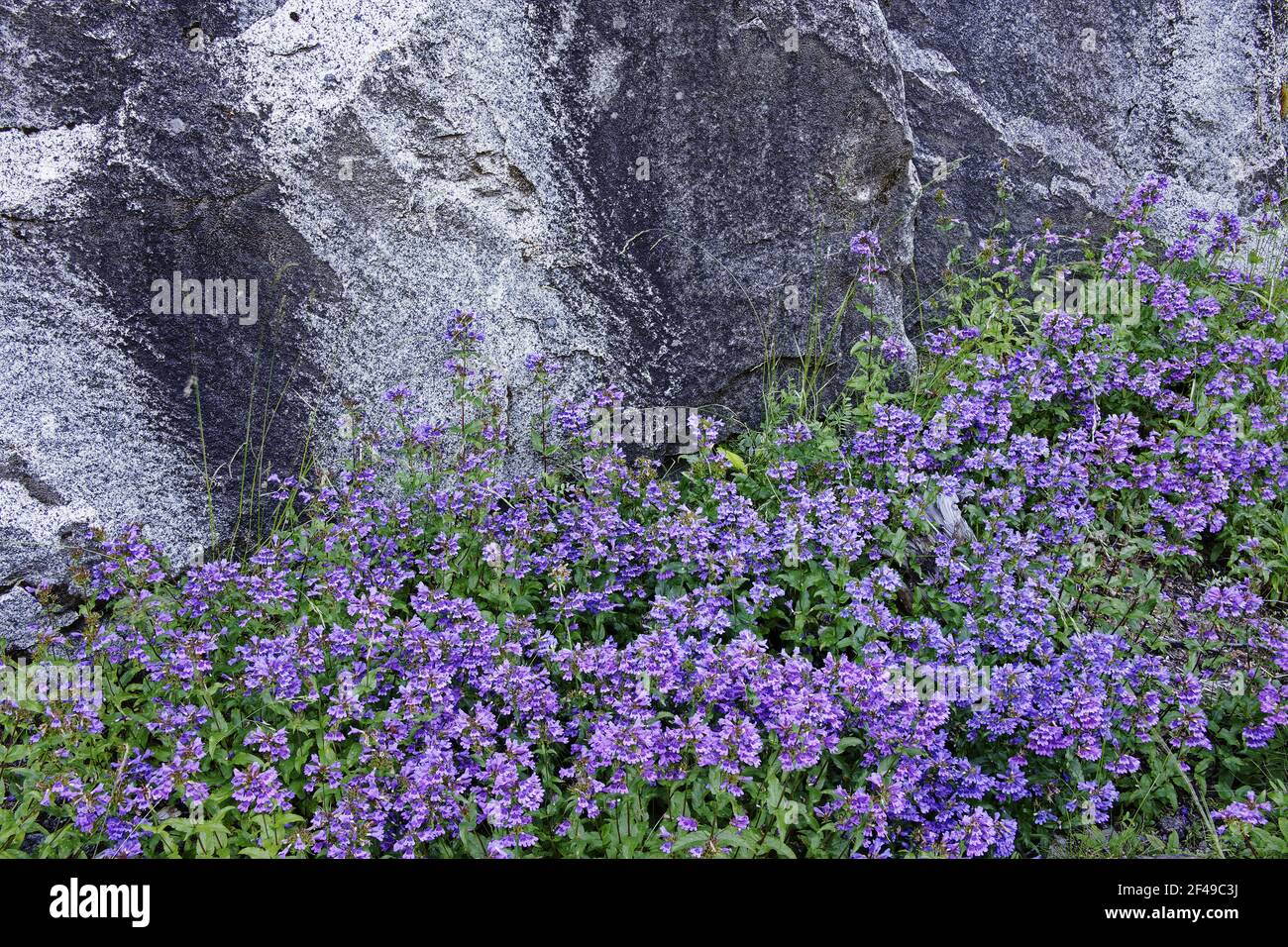 Penstemon serrulatus hi-res stock photography and images - Alamy
