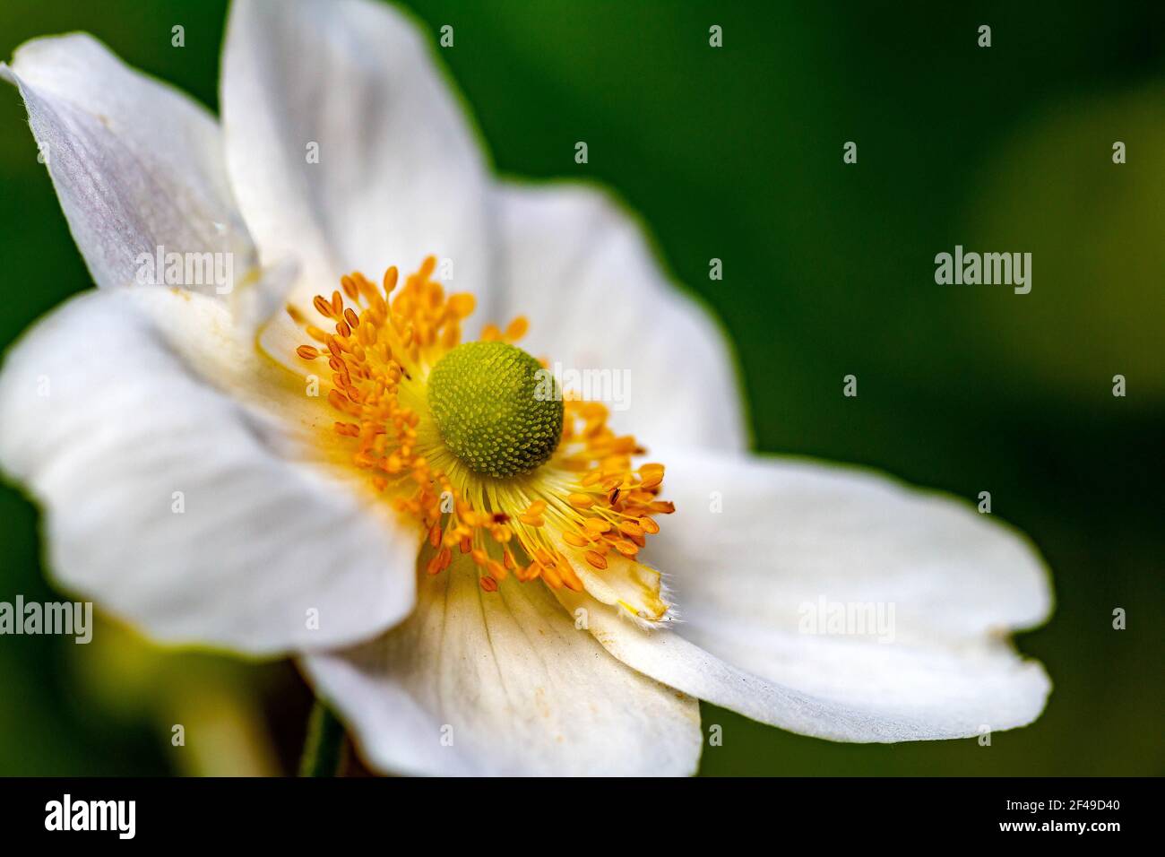 Da wan hi-res stock photography and images - Alamy